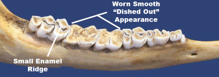 Age Determination of White-tailed Deer » Vista Mountain Wildlife ...